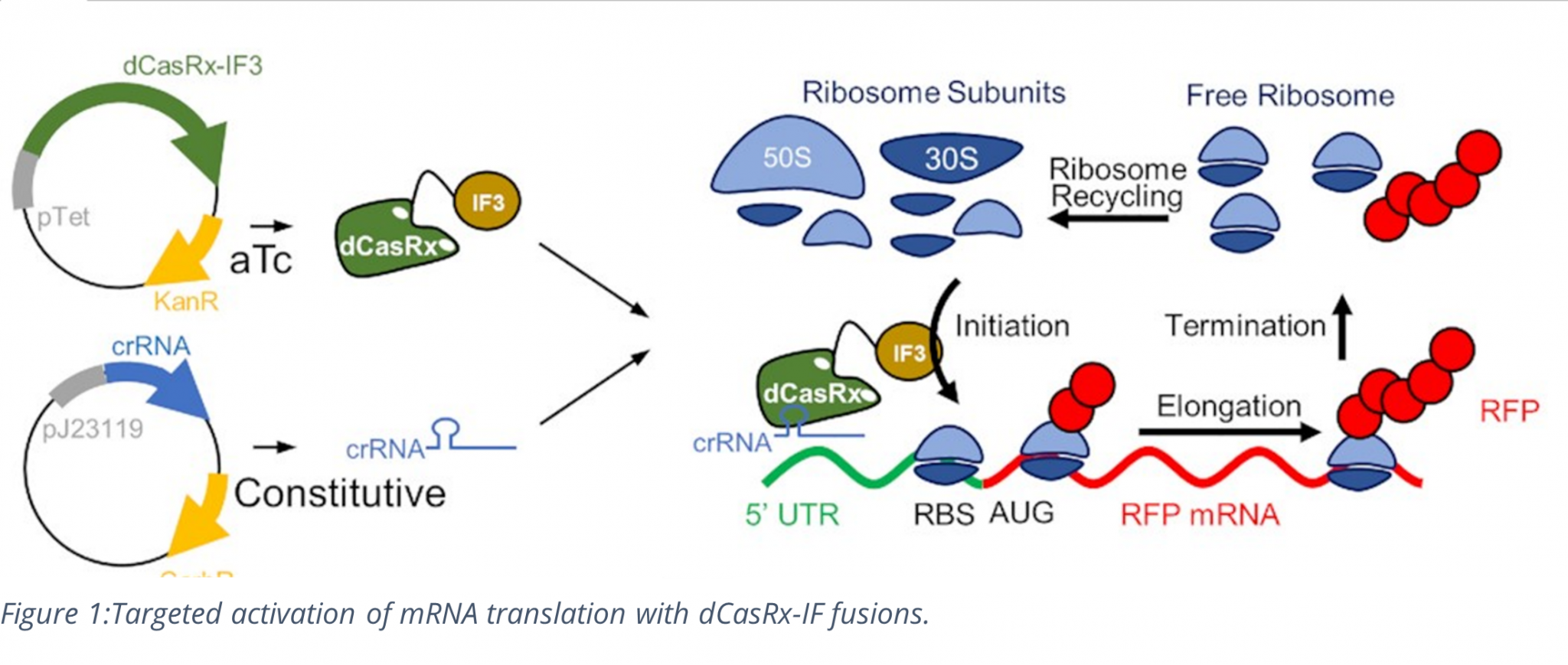 Secure bioscience design project expands CRISPR molecular toolkit ...