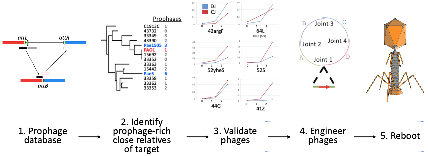 Therapeutic Phage Cocktails – Licensing and Technology Transfer