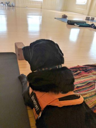 Employee service animals perform essential duties – LabNews