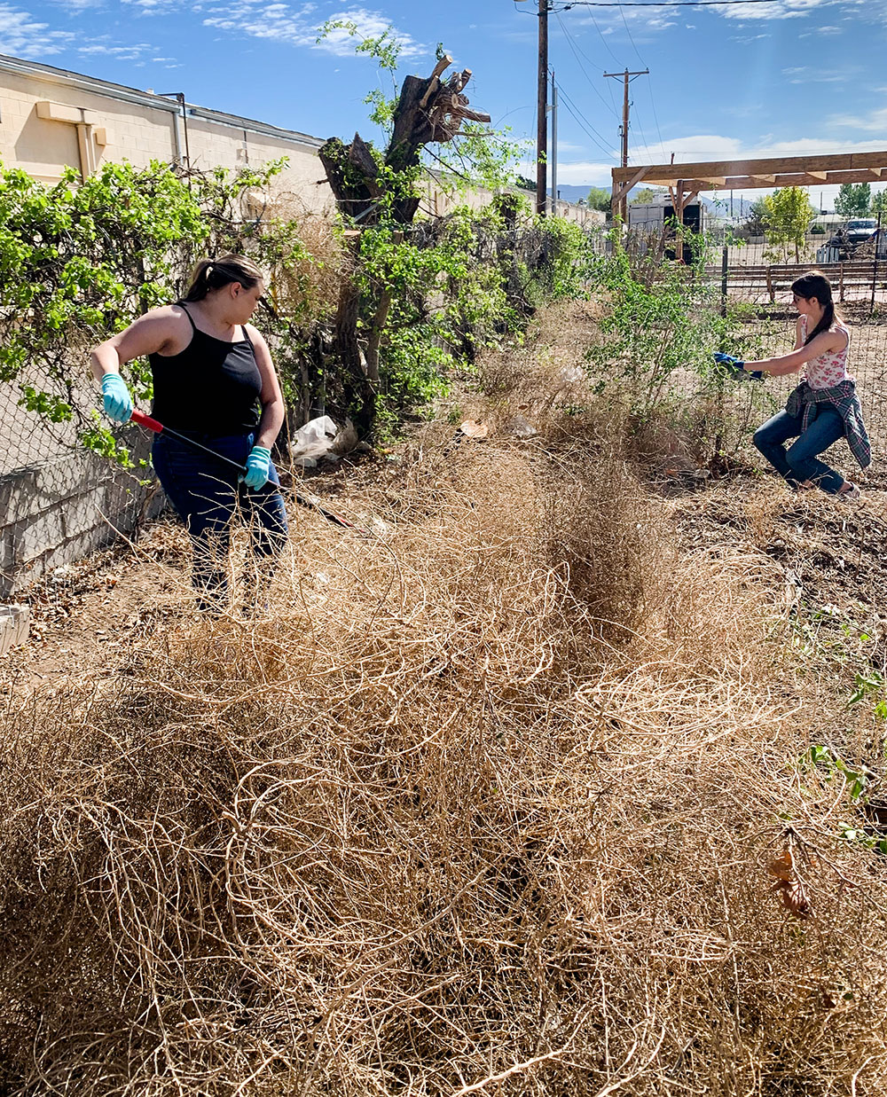 Sandians prepare community garden on Earth Day – LabNews